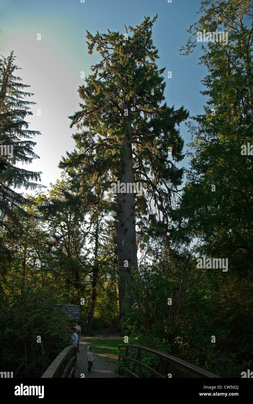Worlds largest spruce tree, 191 feet tall, 58'11" circumference, Valley ...