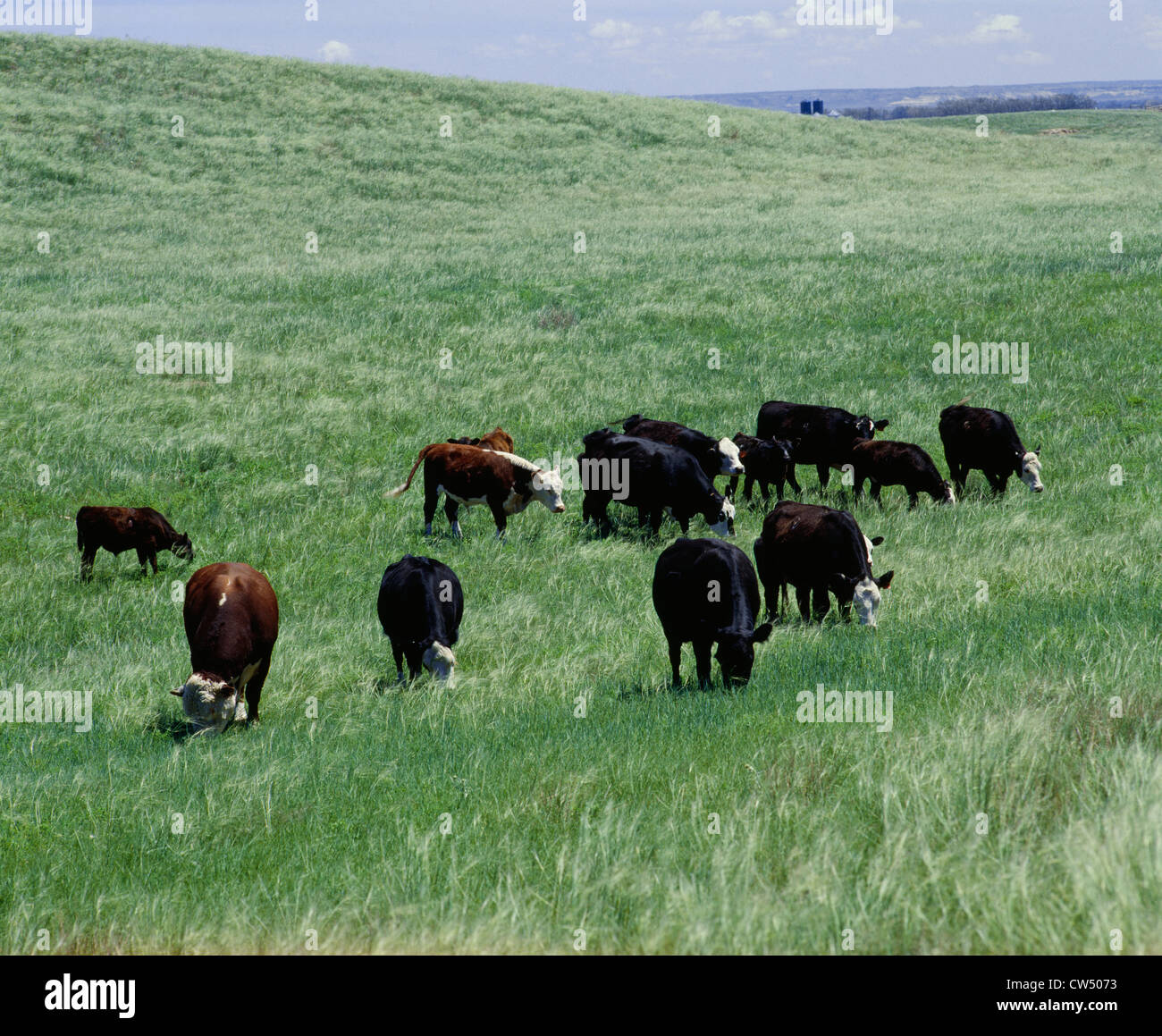 BLACK WHITEFACE COWS WITH HEREFORD BULL ON BEAUTIFUL PASTURE / NEBRASKA ...
