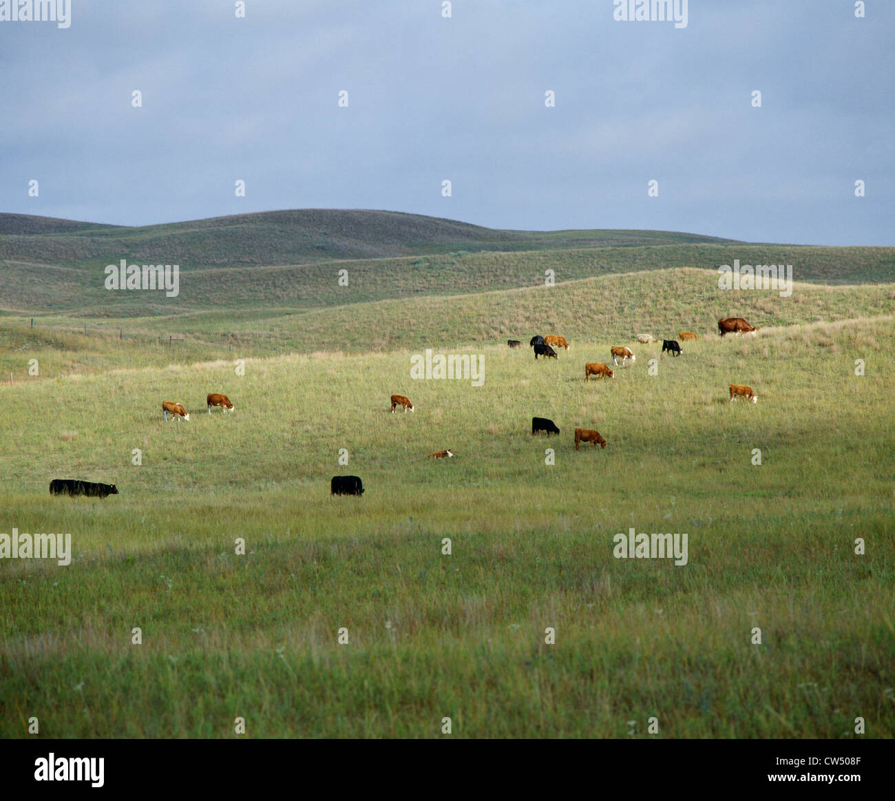 Nebraska sandhills cattle hi-res stock photography and images - Alamy
