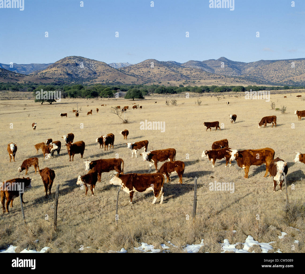 BEAUTIFUL CATTLE RANCH / WYOMING Stock Photo - Alamy