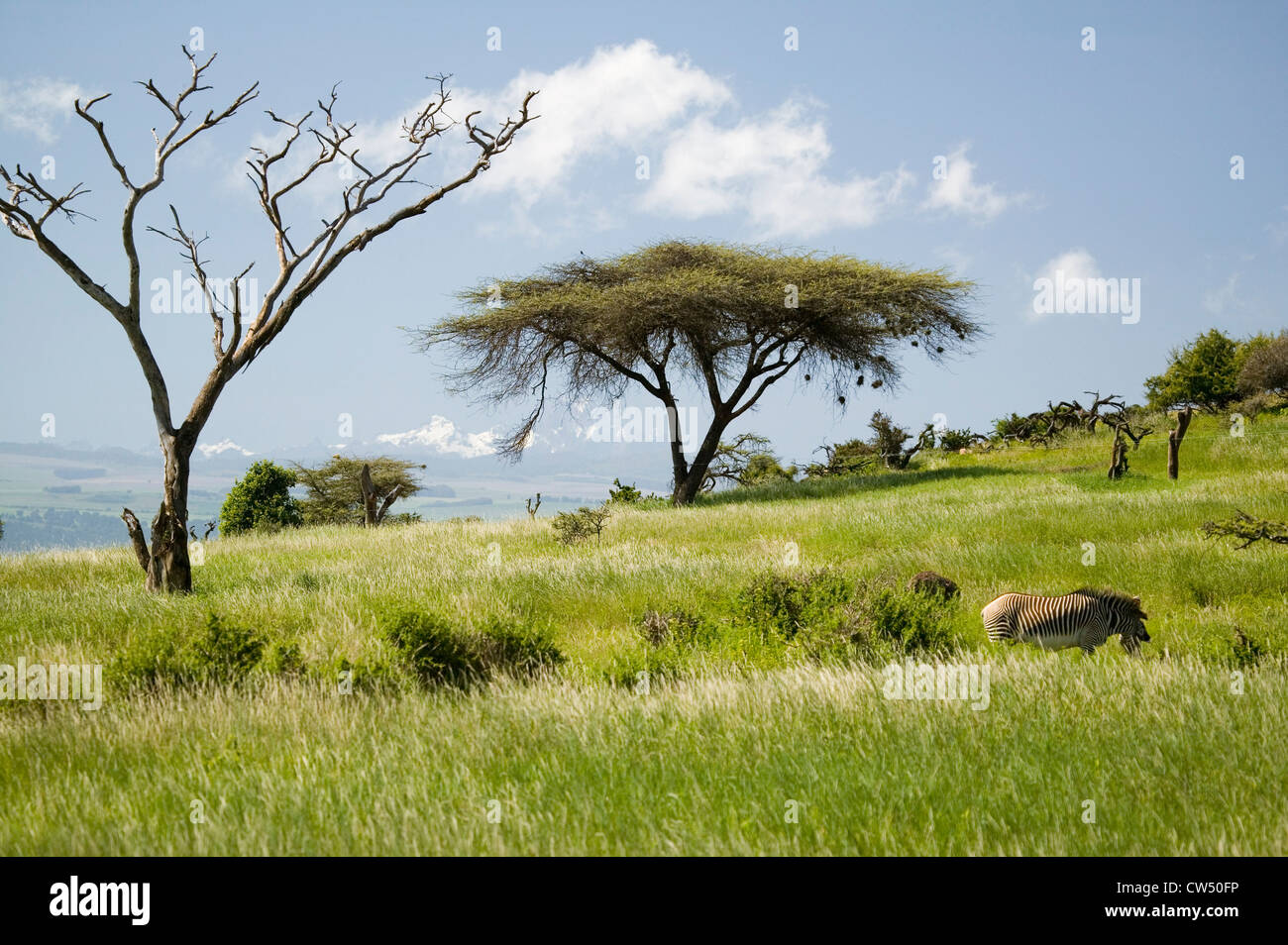 Common Zebra and Acacia tree and green grass of Lewa Conservancy with ...