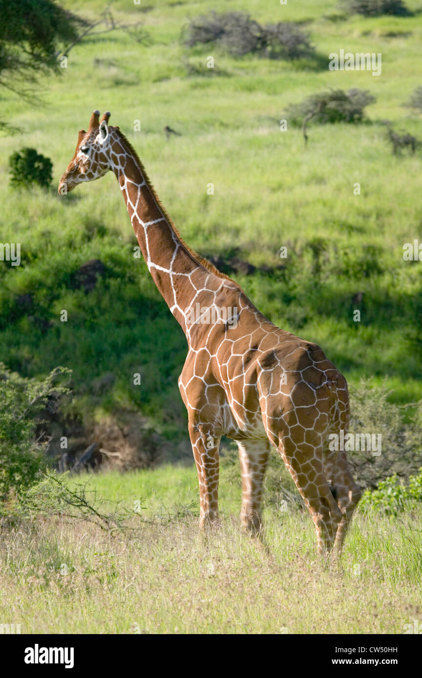 Masai Giraffe walks in Lewa Wildlife Conservancy, North Kenya, Africa ...