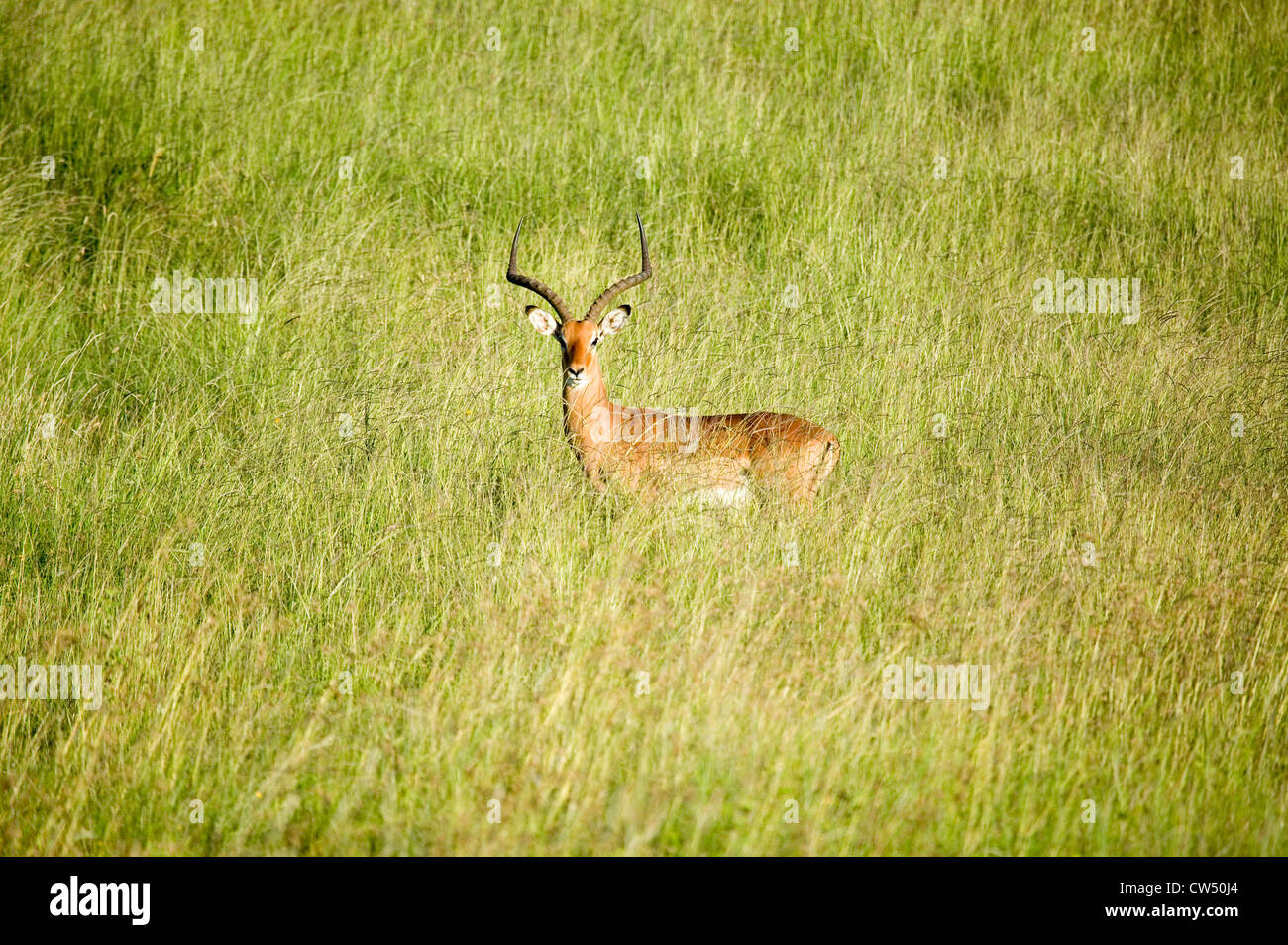Impala in the middle of green grass of Lewa Wildlife Conservancy, North ...