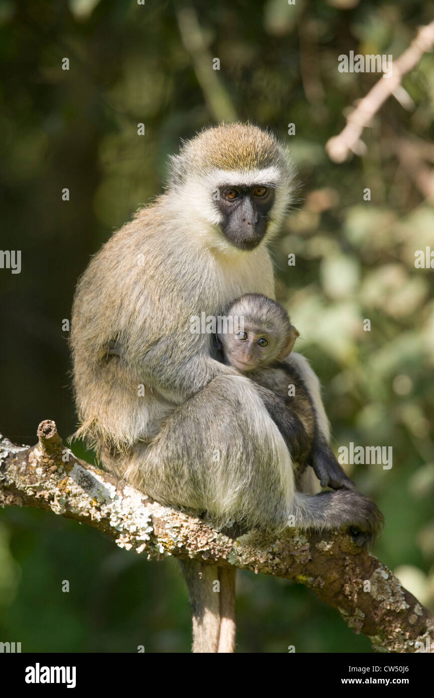 Female Vervit Monkey and her baby sitting in tree outside of Lewa ...