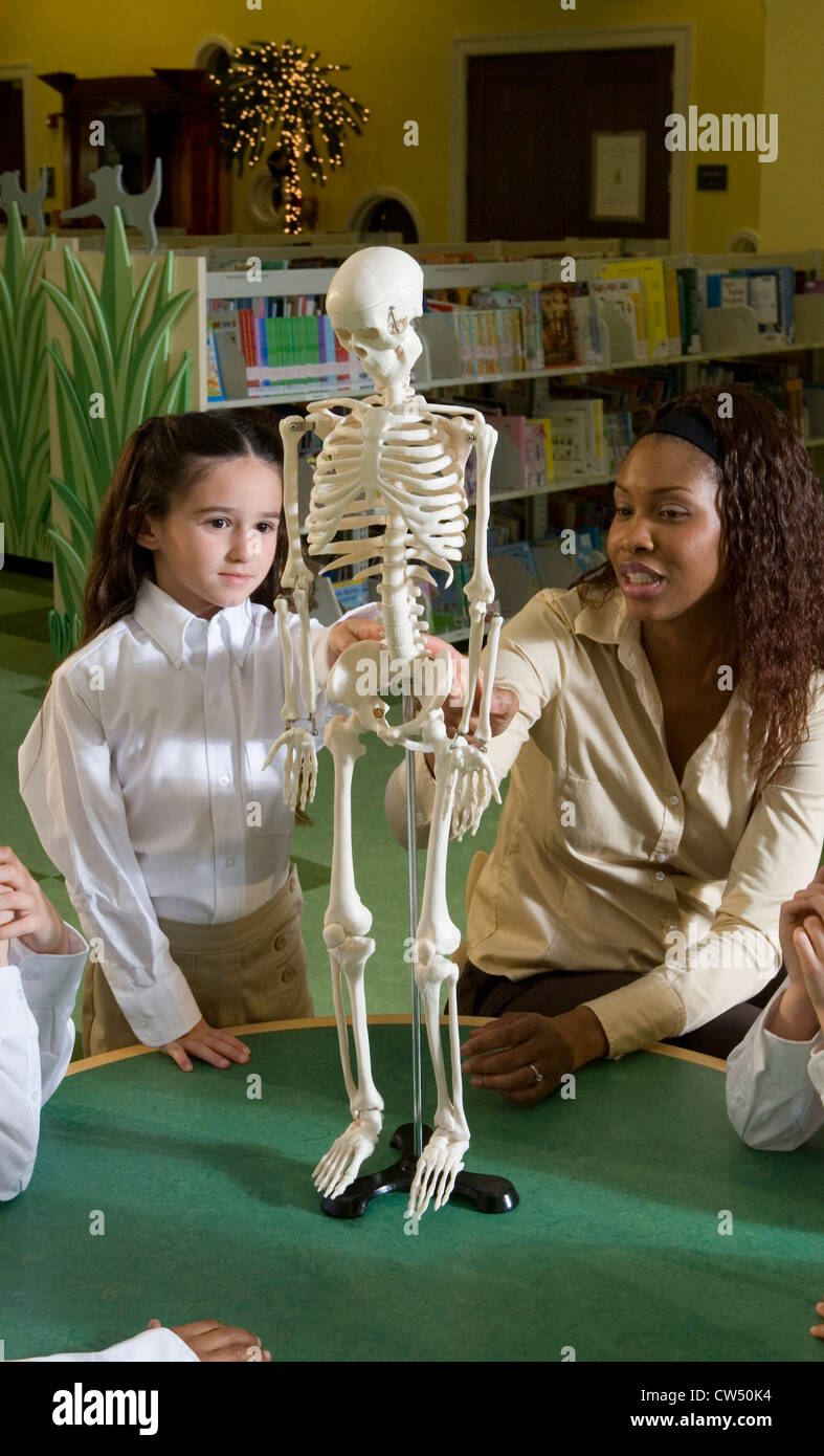 Teacher showing a model skeleton to students in the library Stock Photo ...