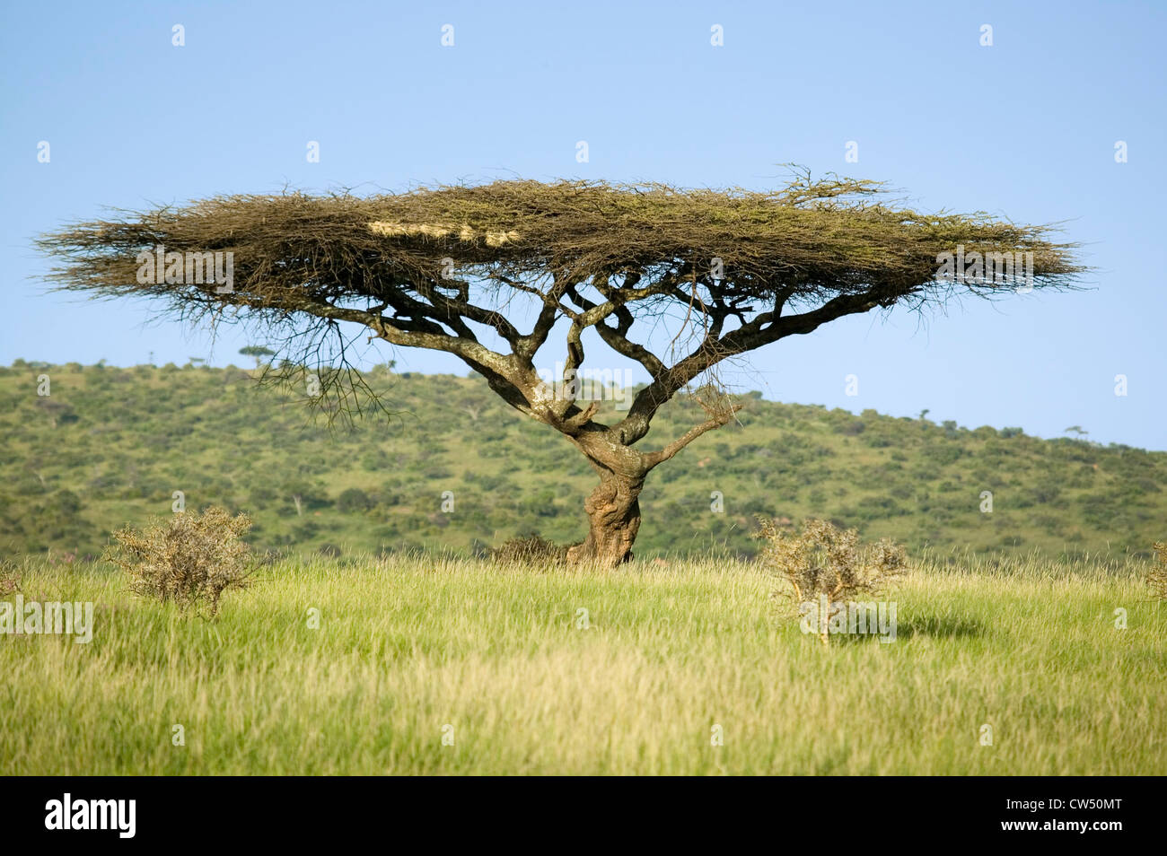 Lewa game reserve hi-res stock photography and images - Alamy