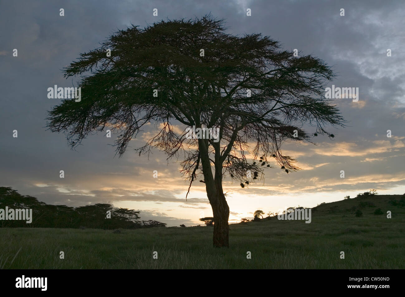 Lone acacia tree at sunset at the Lewa Wildlife Conservancy, North ...