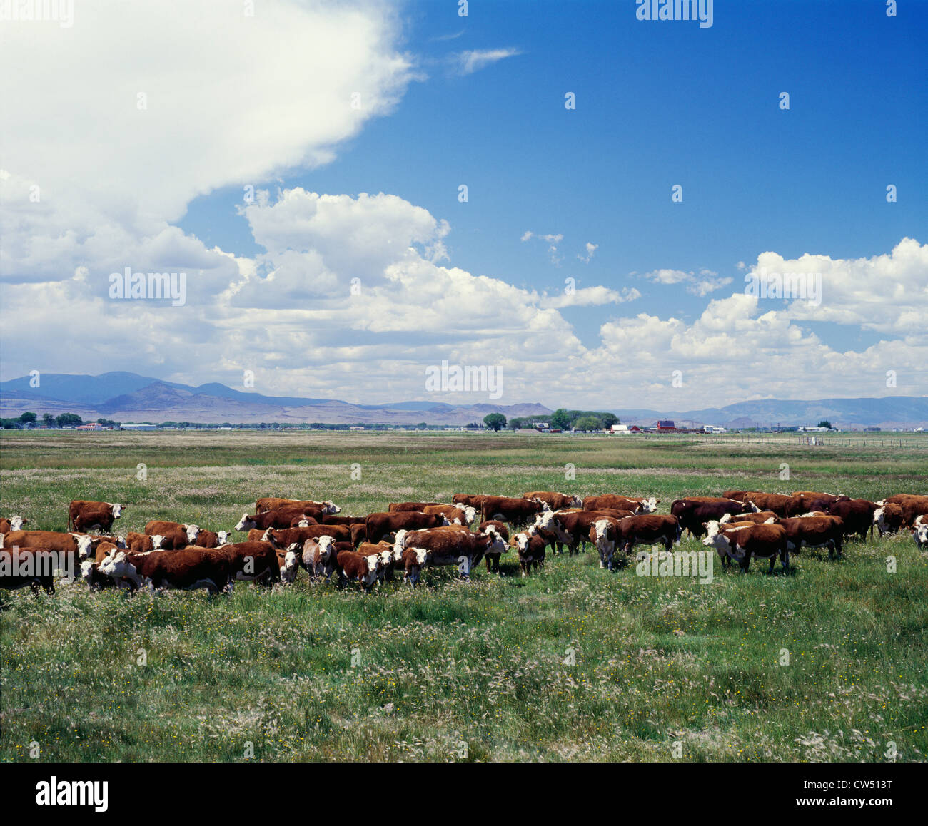 Livestock cows calf colorado hi-res stock photography and images - Alamy