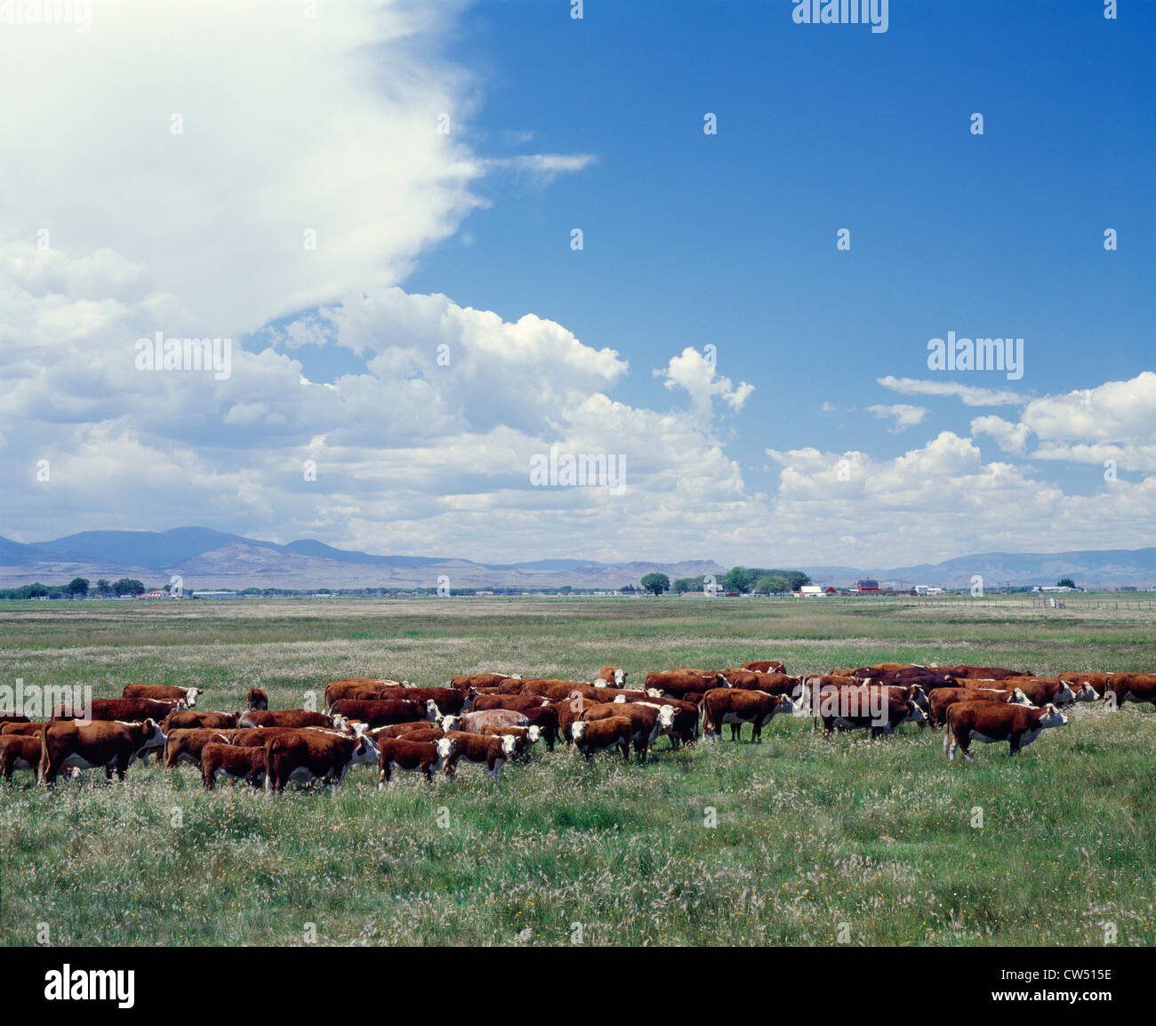 Livestock cows calf colorado hi-res stock photography and images - Alamy