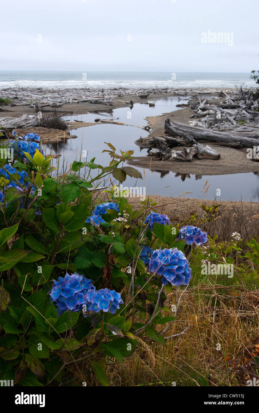 Hydrangias hi-res stock photography and images - Alamy