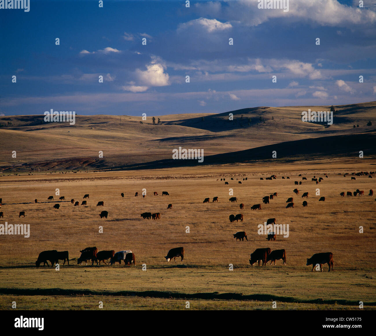 Livestock crossbred mixed beef cattle hi-res stock photography and ...