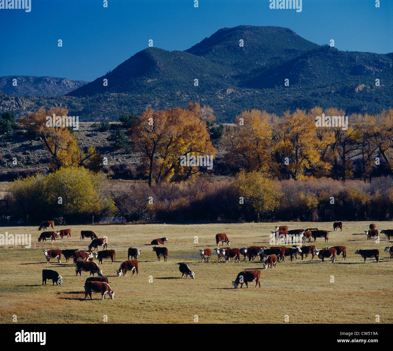 BEEF CATTLE ON RANGE / COLORADO Stock Photo - Alamy