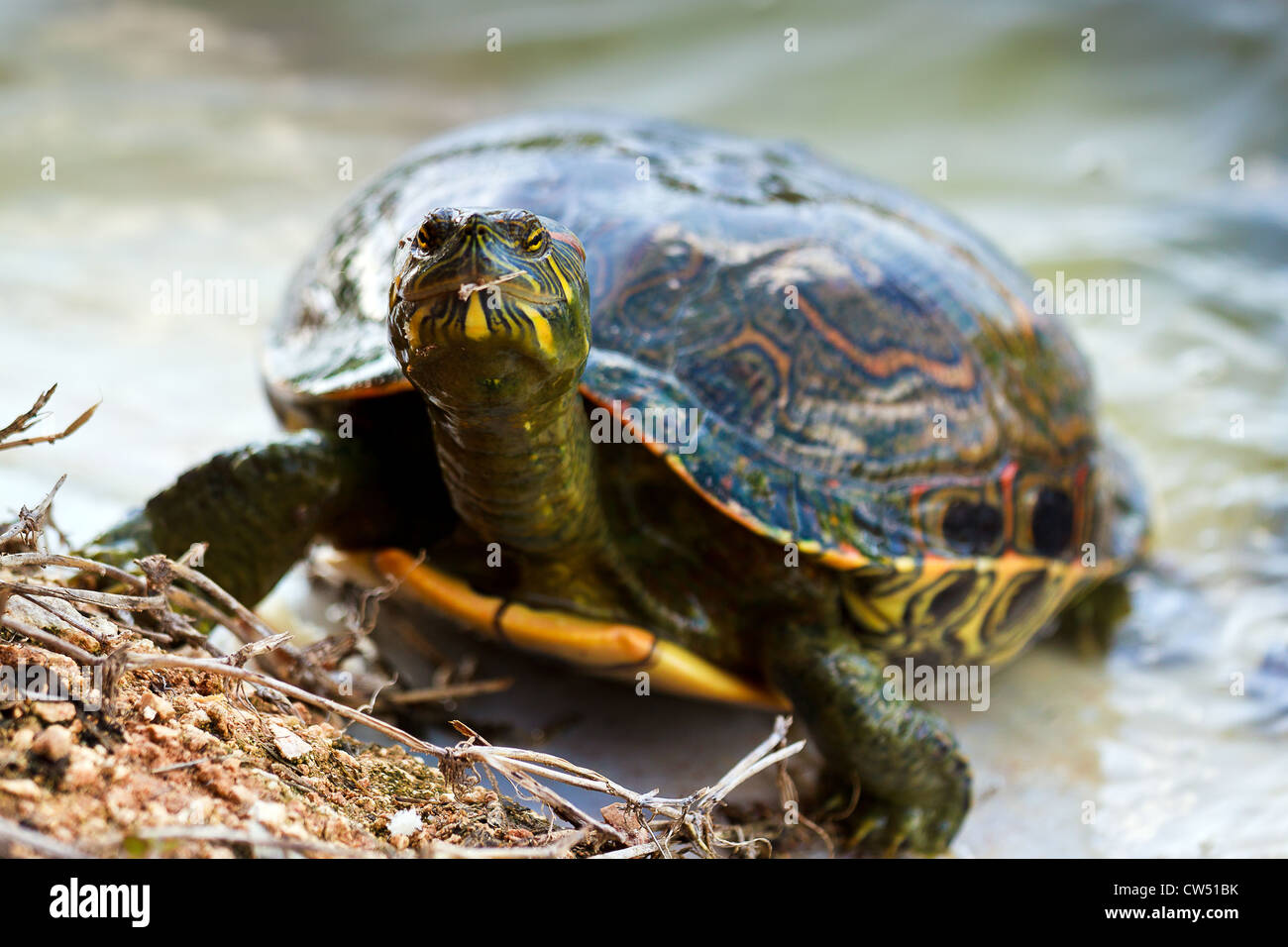 A Chicken turtle (Deirochelys reticularia), by the lakeside in Yucactan ...