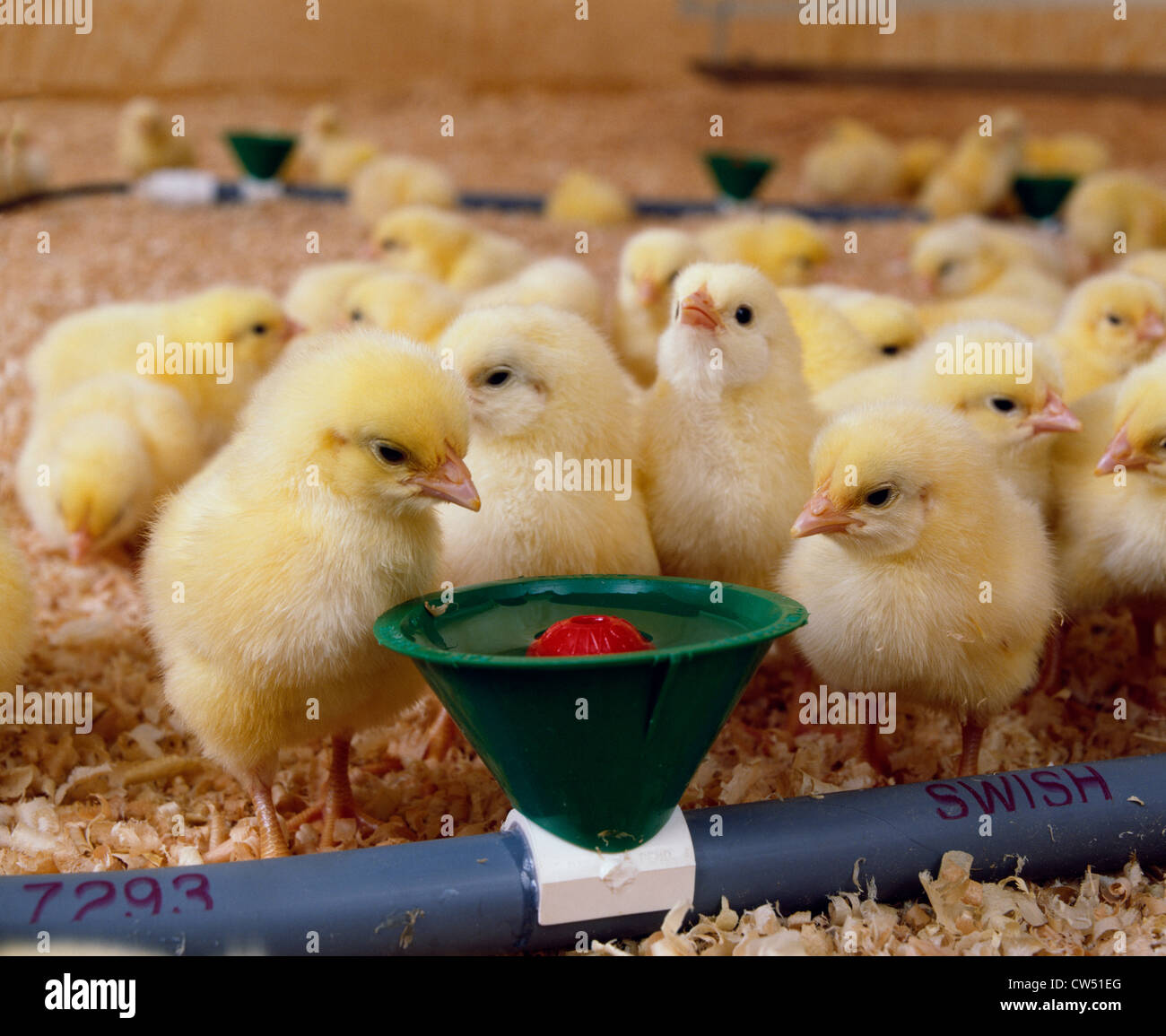 Hubbard chicken hi-res stock photography and images - Alamy