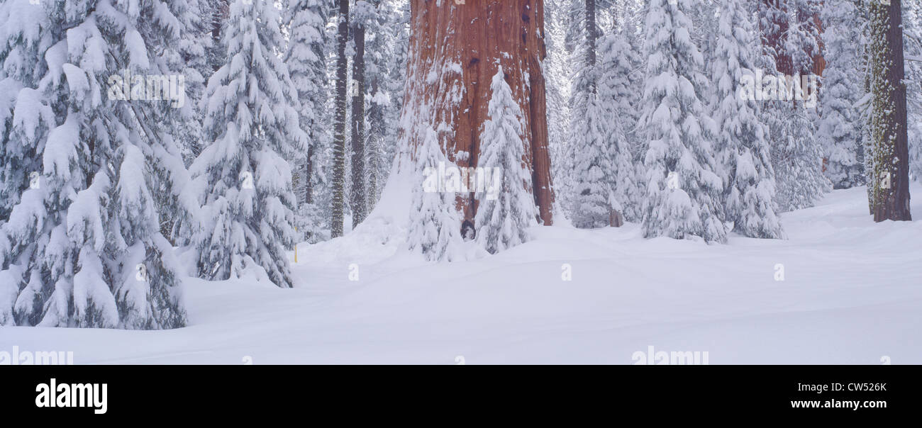 Redwoods and winter snow in the Giant Forest, Sequoia National Park ...
