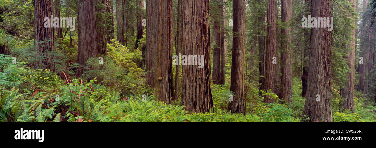 Old-growth redwoods at Jedediah Smith Redwood State Park, California ...