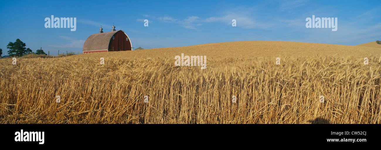 U s wheat hi-res stock photography and images - Alamy