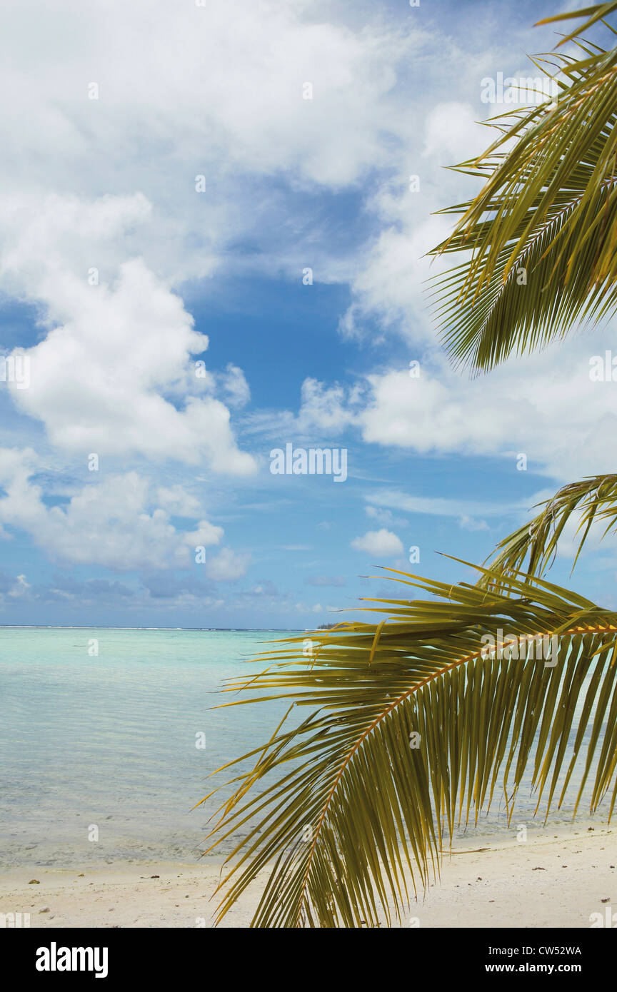 French Polynesia, Society Islands, Leeward Islands, Bora Bora, Palm ...