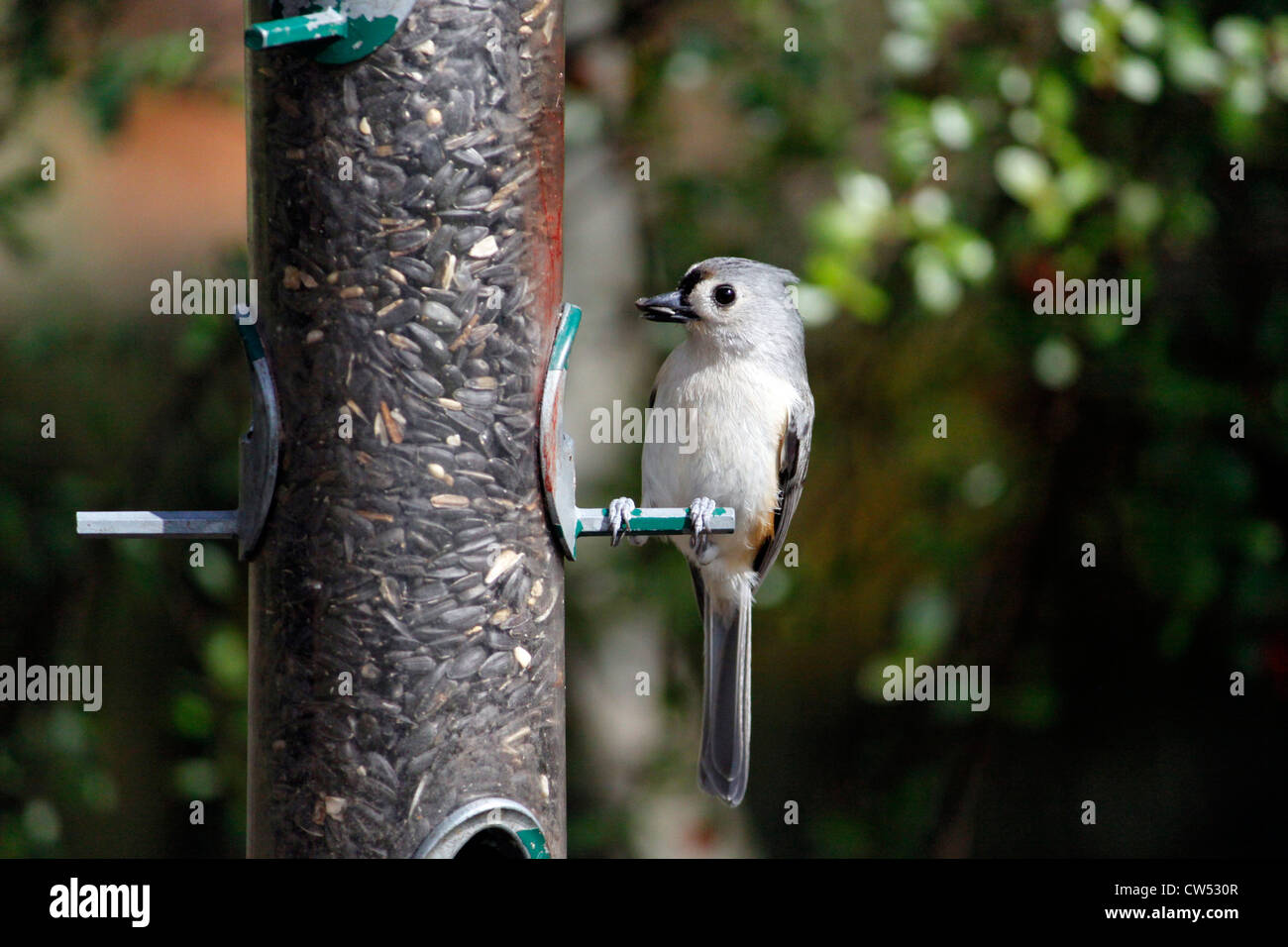 Tufted titmouse at seed feeder hi-res stock photography and images - Alamy