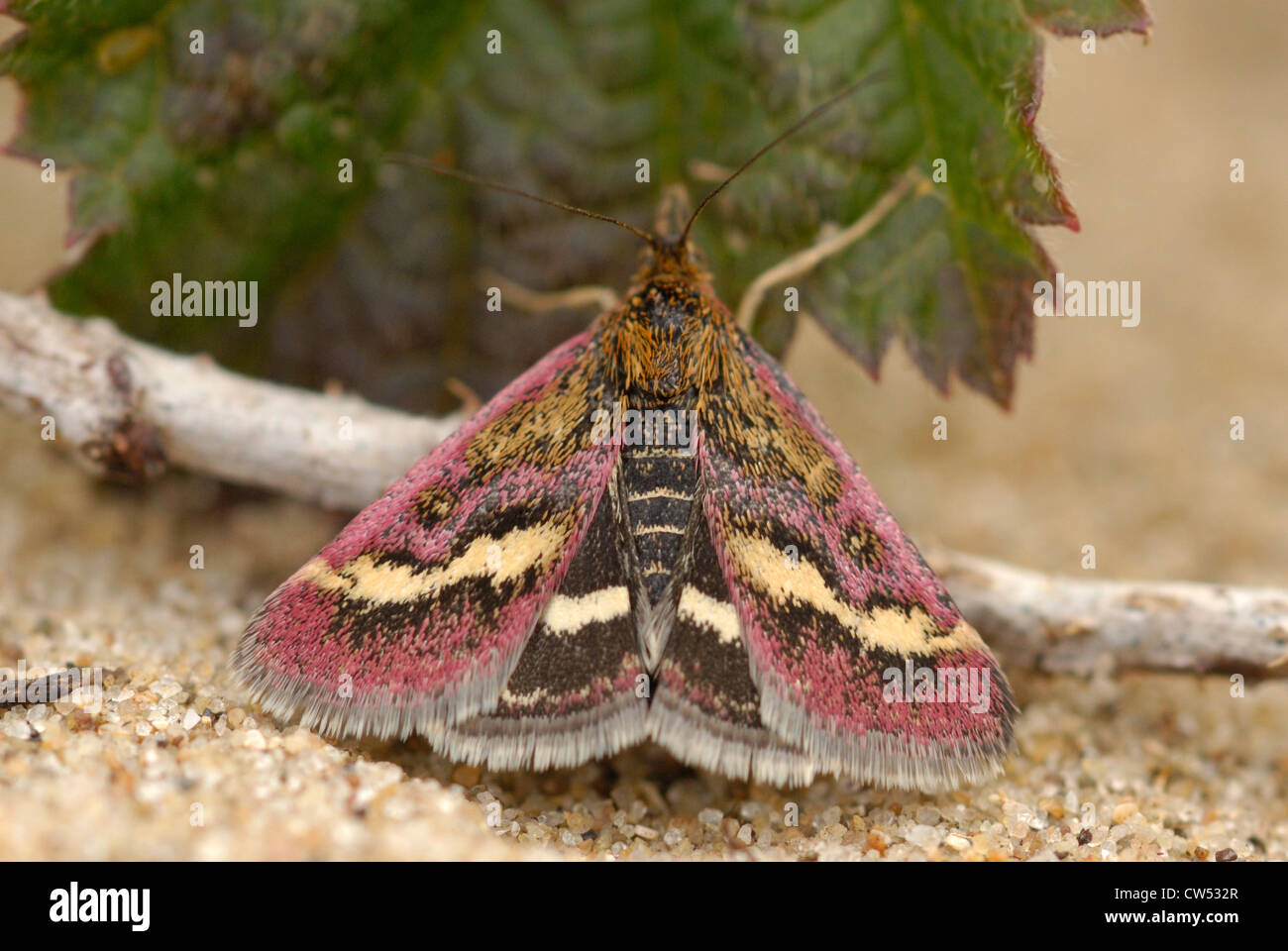 Dark Purple Mint Moth (Pyrausta ostrinalis) on Whitford Burrows ...