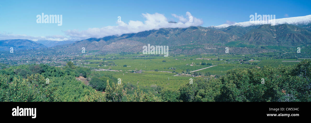 Orange groves california hi-res stock photography and images - Alamy