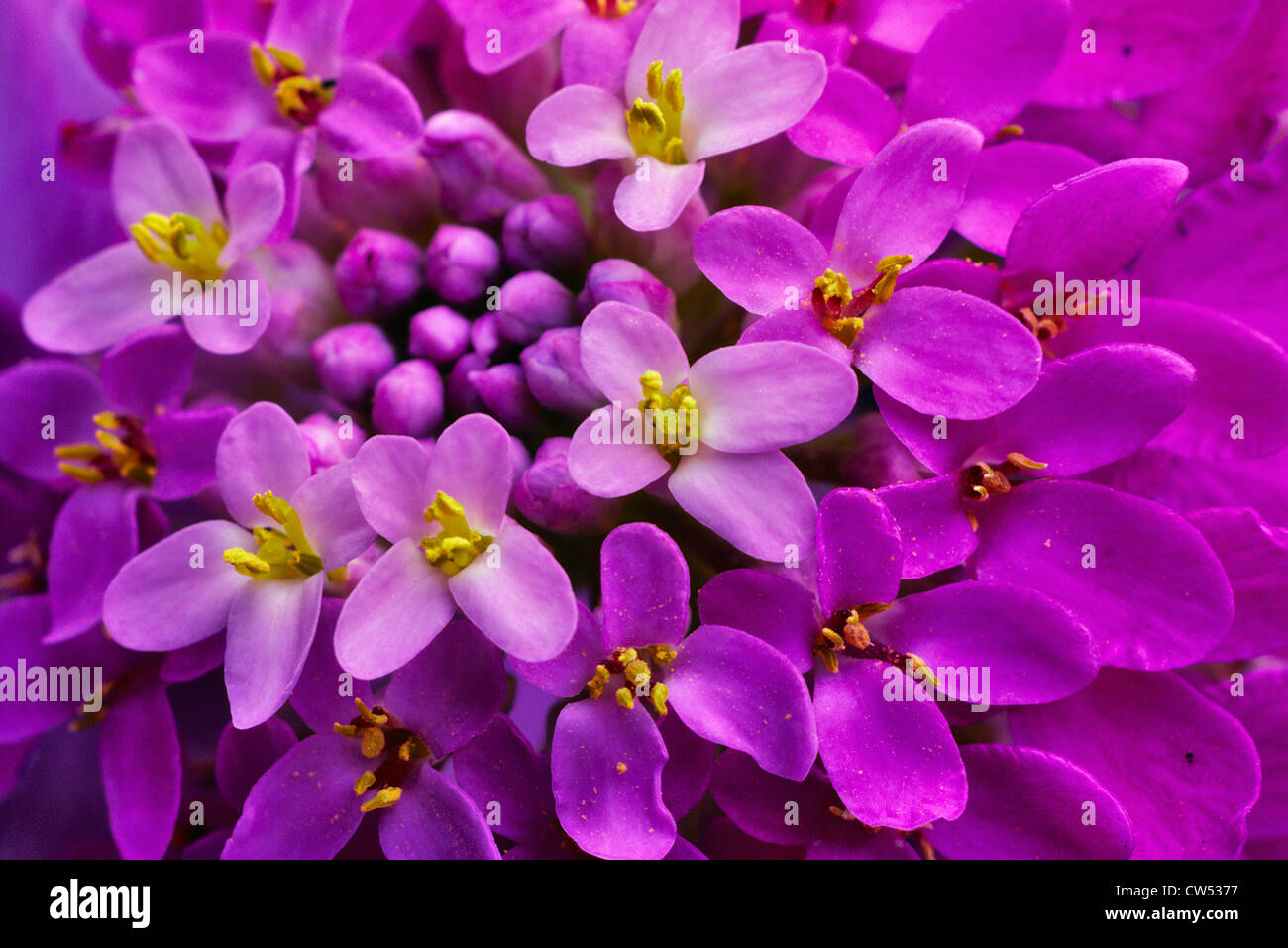 Close-up of pink Candytuft Stock Photo - Alamy