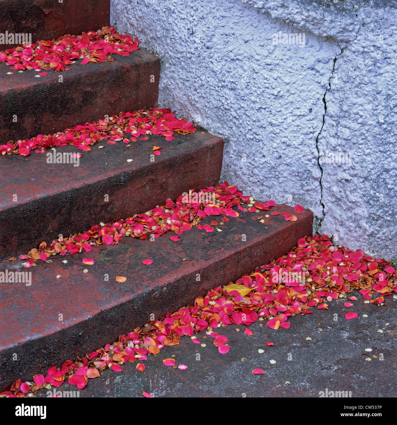 Rose petals steps hi-res stock photography and images - Alamy