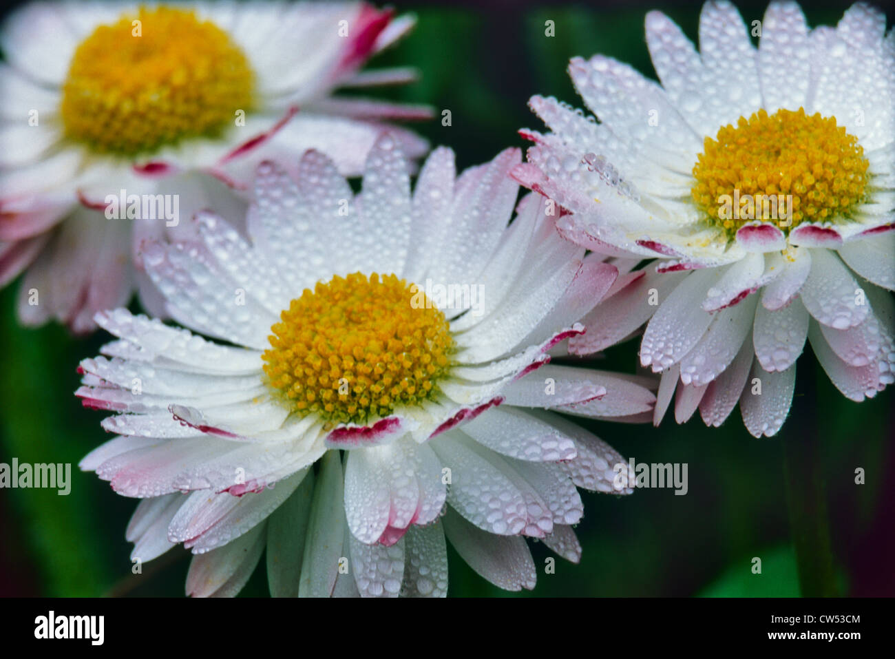 Bellis white hi-res stock photography and images - Alamy