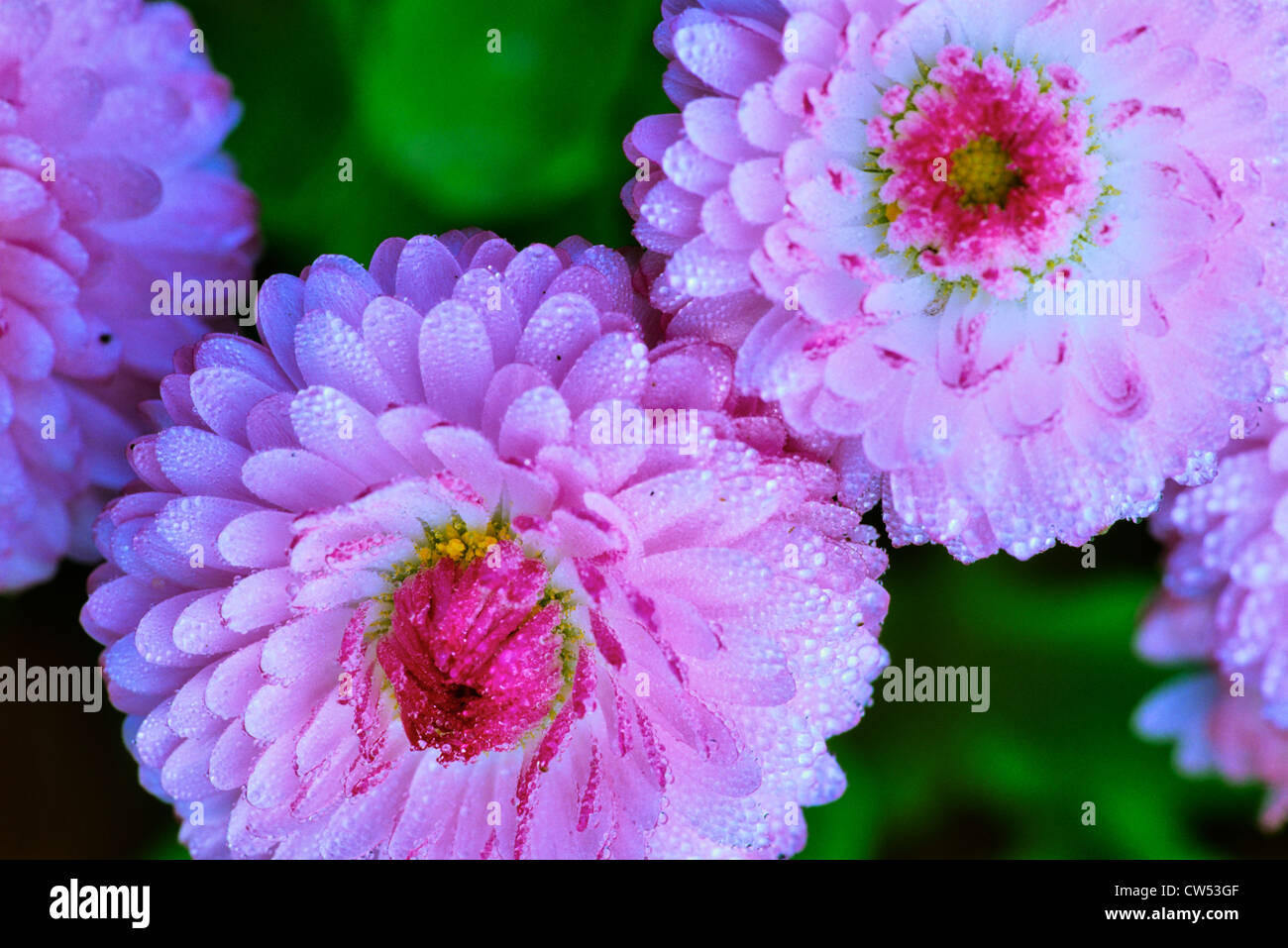 Pink English Daisy Stock Photo - Alamy