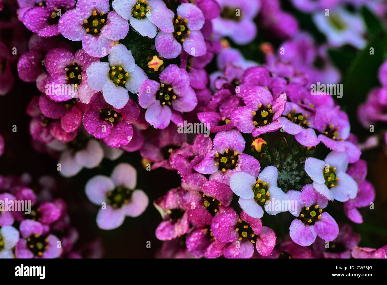 Easter Bonnet Alyssum Flower Stock Photo - Alamy