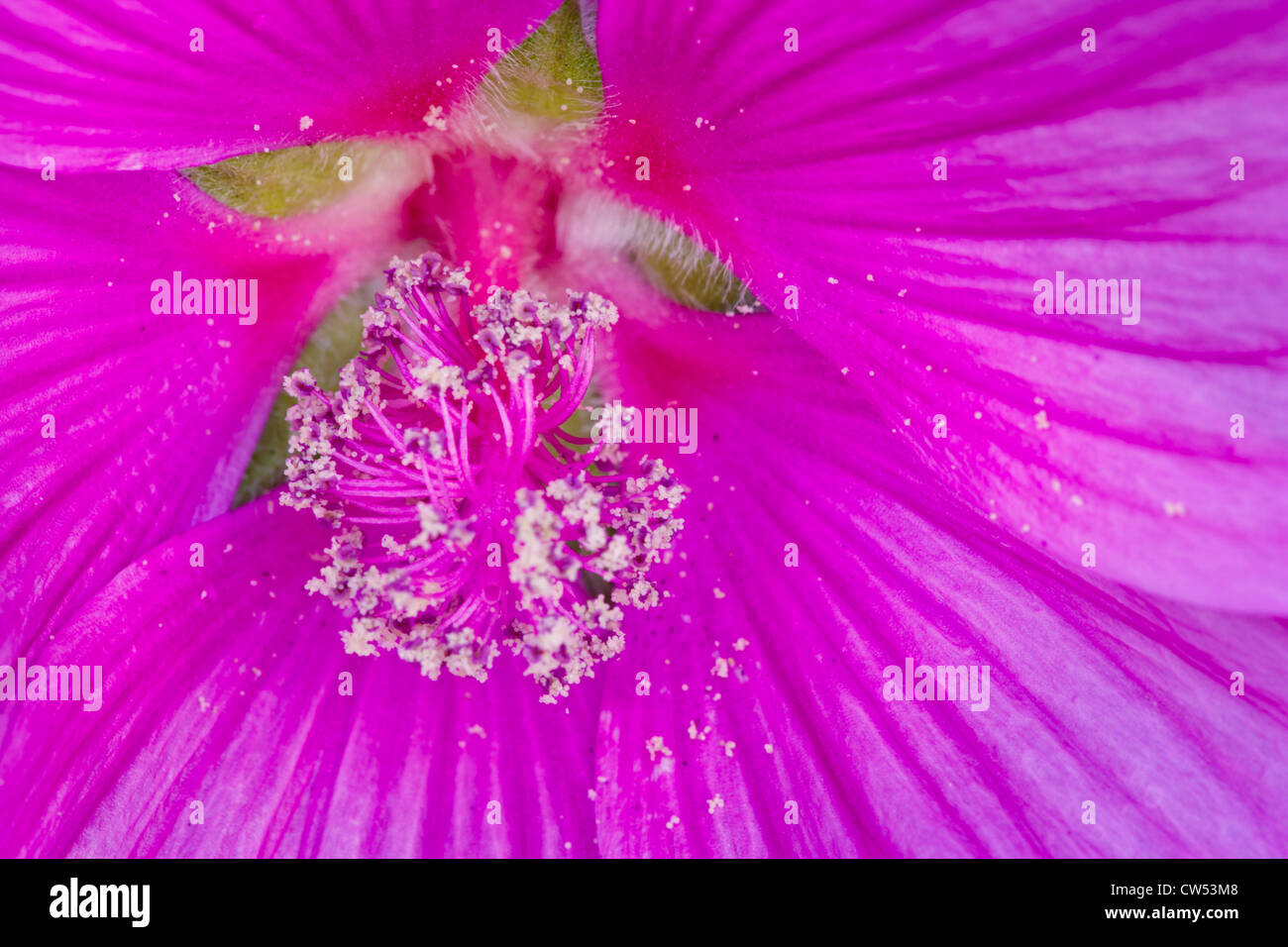 Tree Mallow Flower Stock Photo - Alamy
