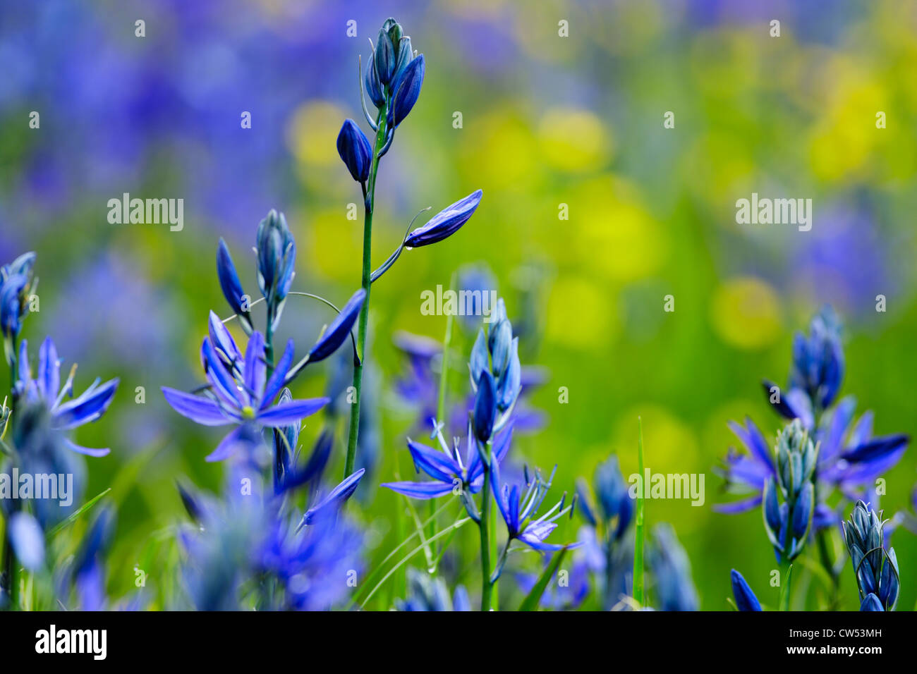 Canada, Vancouver Island, Saanich Peninsula, Elk Lake, Indian Hyacinth ...