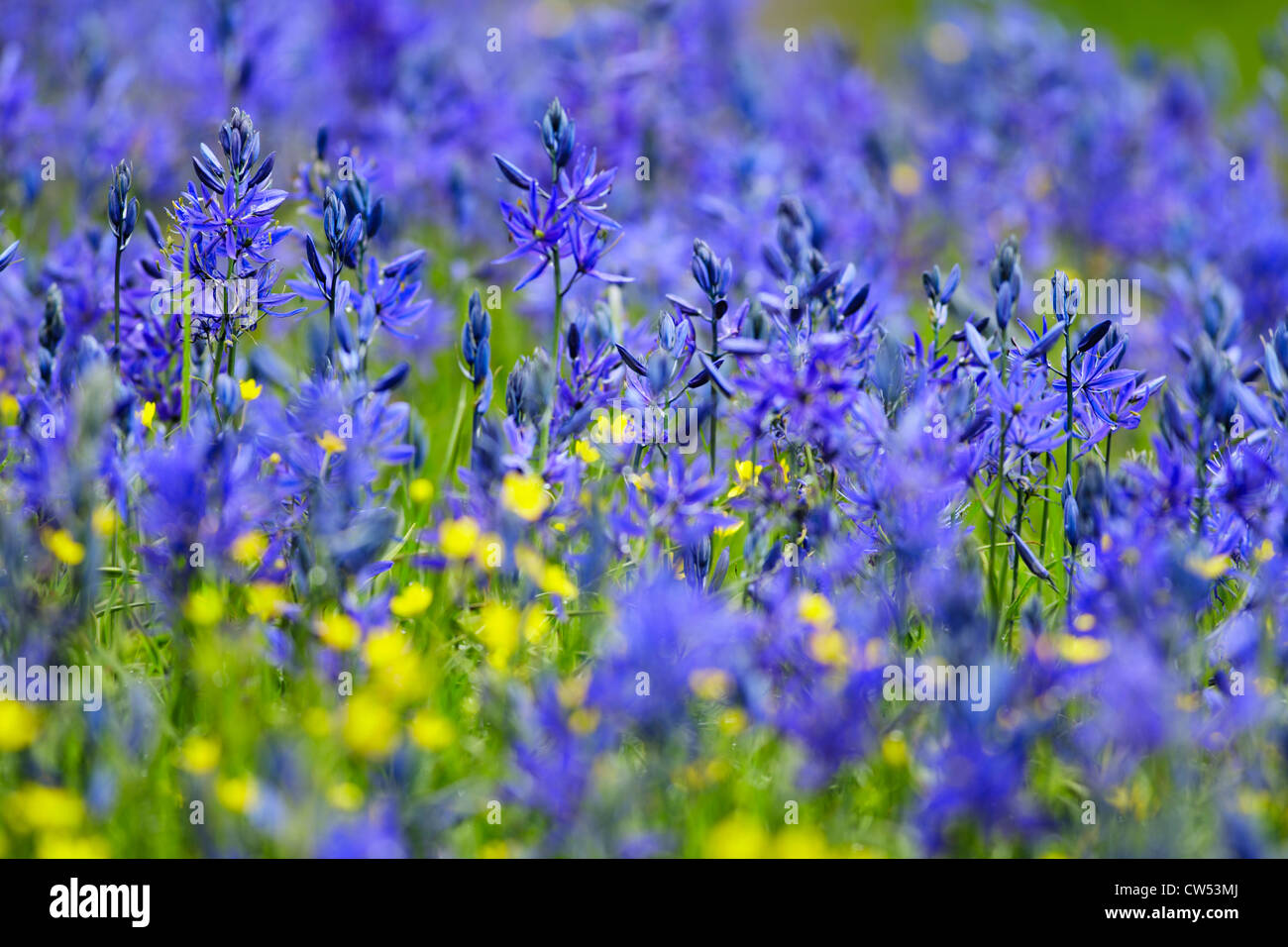 Canada, Vancouver Island, Saanich Peninsula, Elk Lake, Indian Hyacinth ...