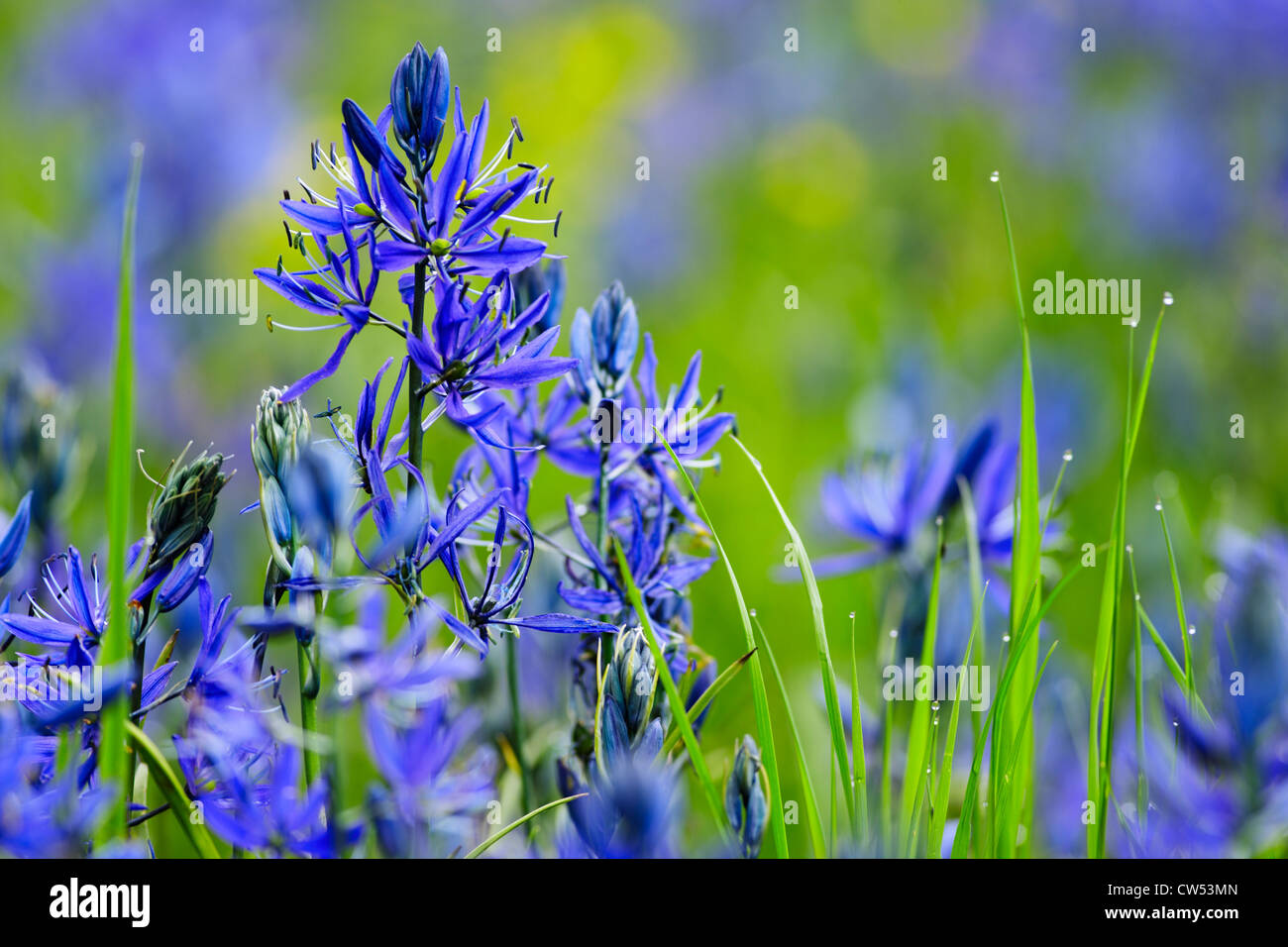 Canada, Vancouver Island, Saanich Peninsula, Indian Hyacinth Flowers ...
