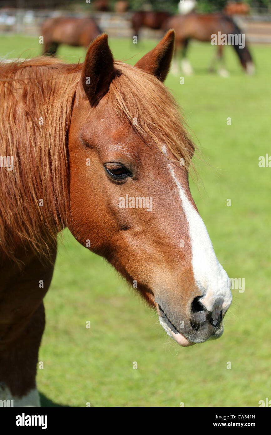 A horse's head Stock Photo - Alamy