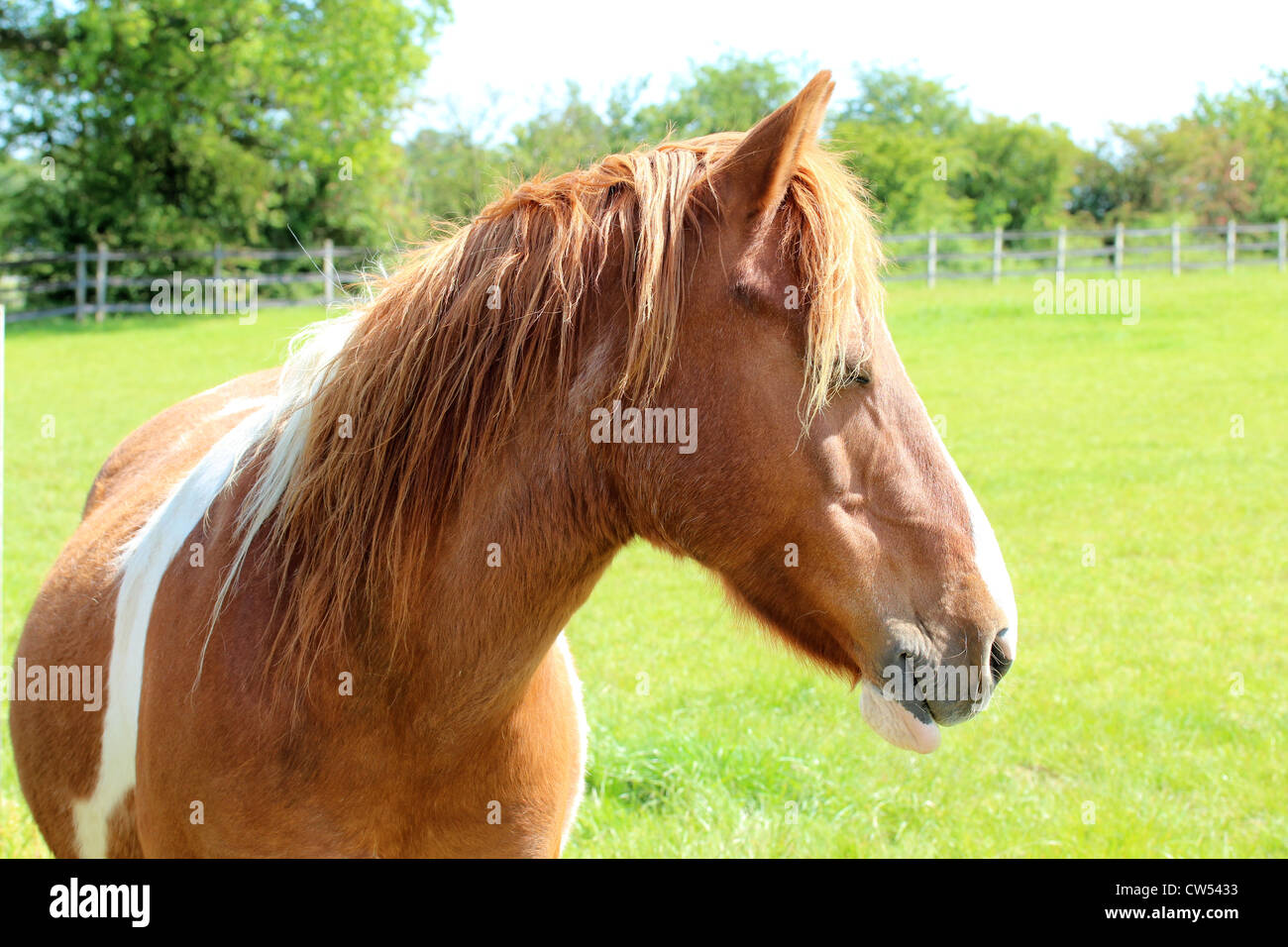 A horse's head Stock Photo - Alamy