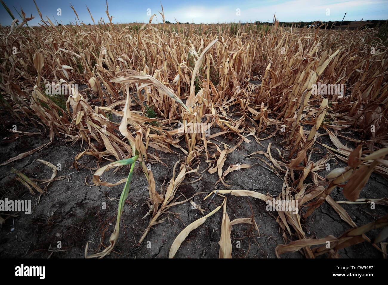 A corn field ruined by drought, 2012 Stock Photo - Alamy