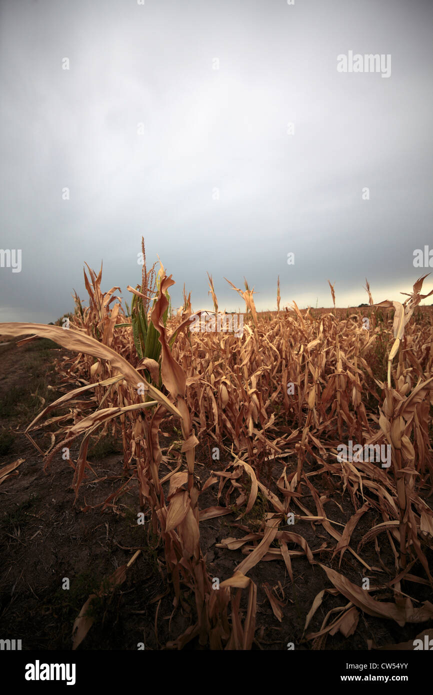 Nebraska Corn Field High Resolution Stock Photography and Images - Alamy