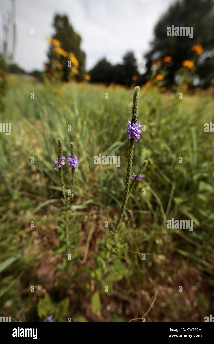 Native prairie grass hi-res stock photography and images - Alamy