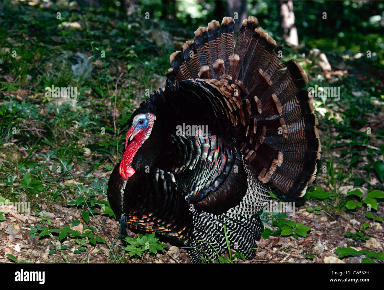 Male wild turkey showing feathers, Missouri USA Stock Photo - Alamy
