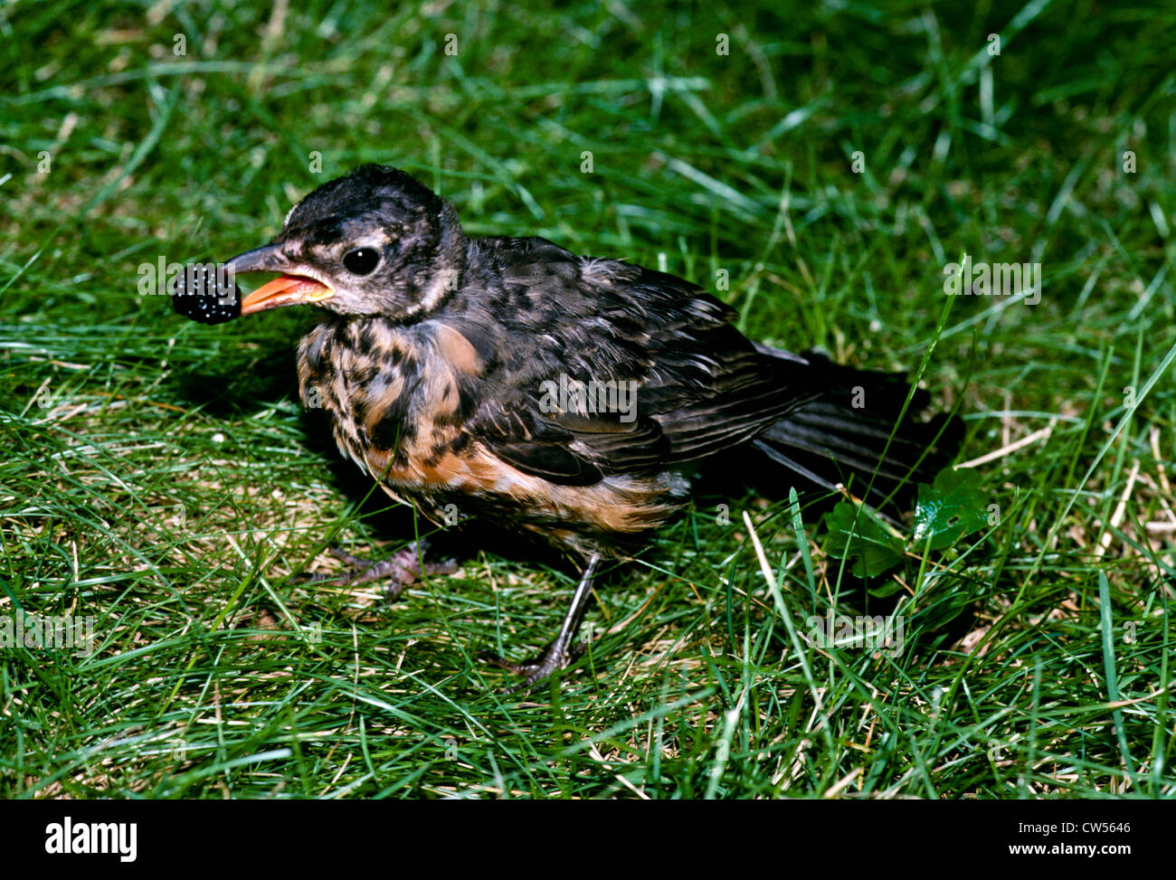 Juvenile American robin with blackberry Stock Photo - Alamy