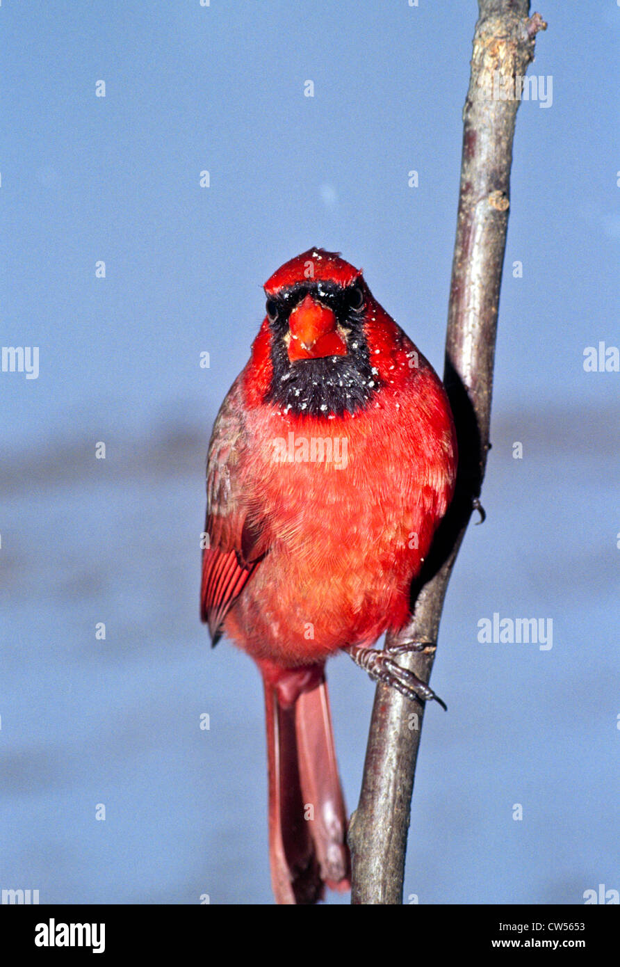 Northern cardinal close-up on stick with ice on face - crabby cardinal ...