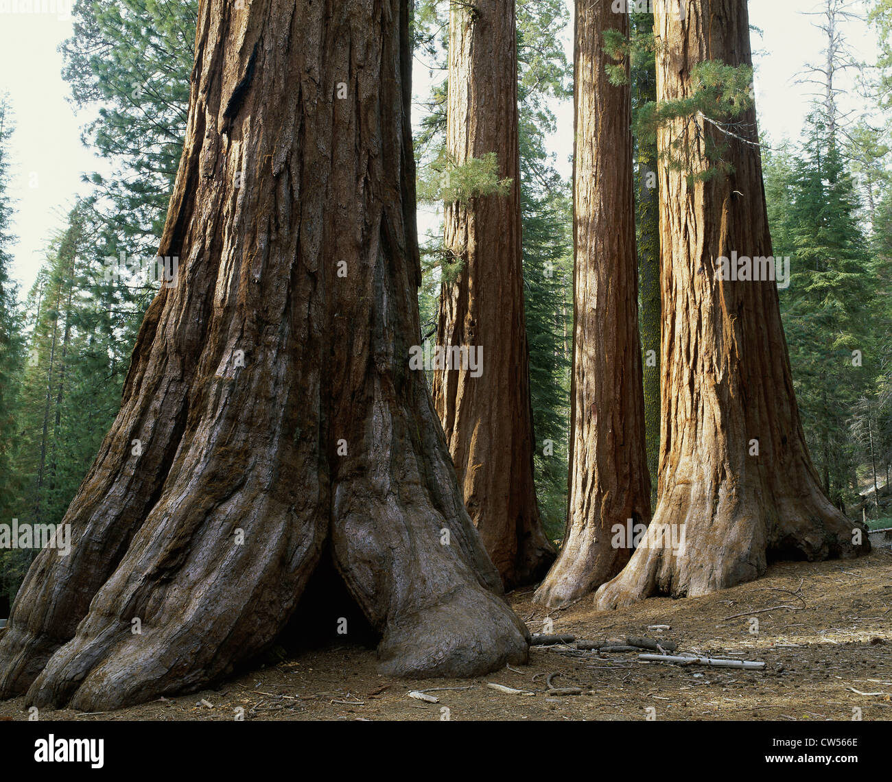 Sequoia section hi-res stock photography and images - Alamy