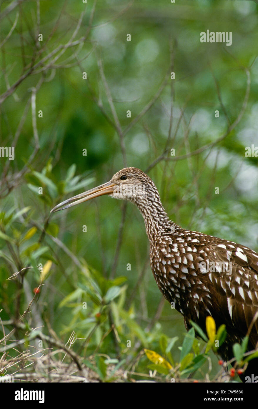 Limpkin (Aramus guarauna) in Florida Stock Photo - Alamy
