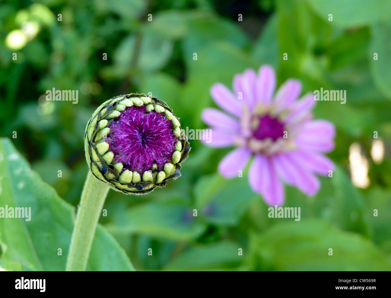 Zinnia bud in flower garden, Yarmouth, Maine USA Stock Photo - Alamy
