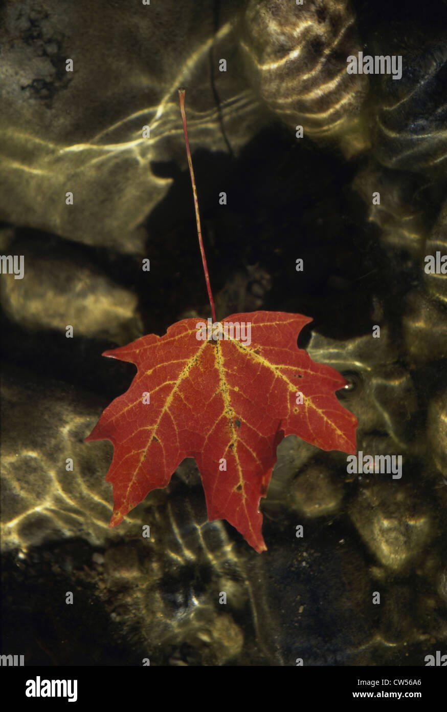 Maple leaf floating on water Stock Photo - Alamy
