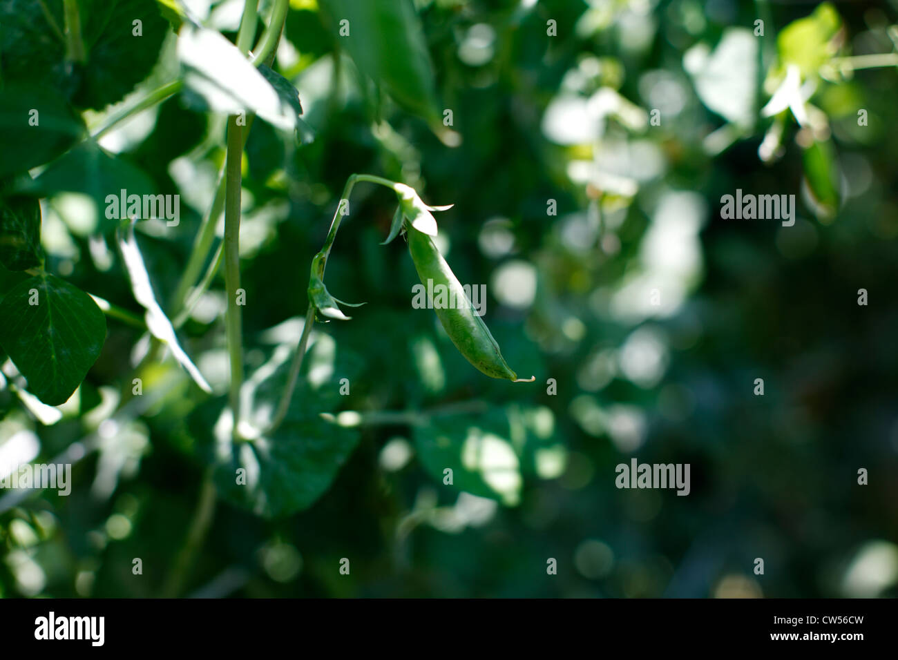 Pea Pod On Plant Stock Photos & Pea Pod On Plant Stock Images - Alamy