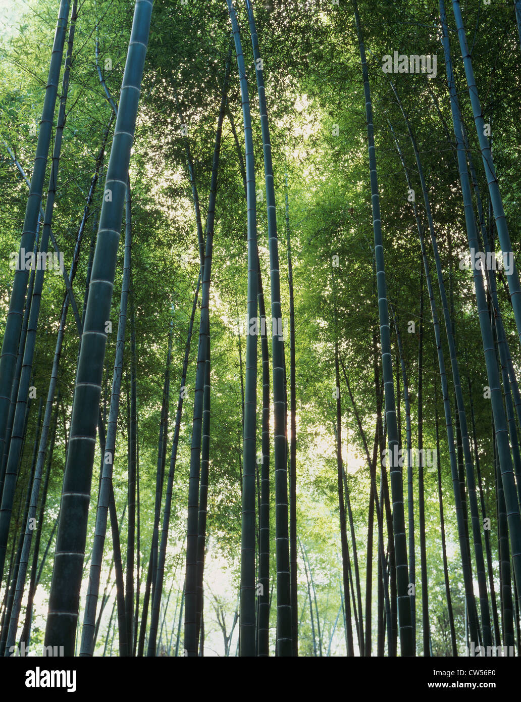 A wild Bamboo plant Stock Photo - Alamy