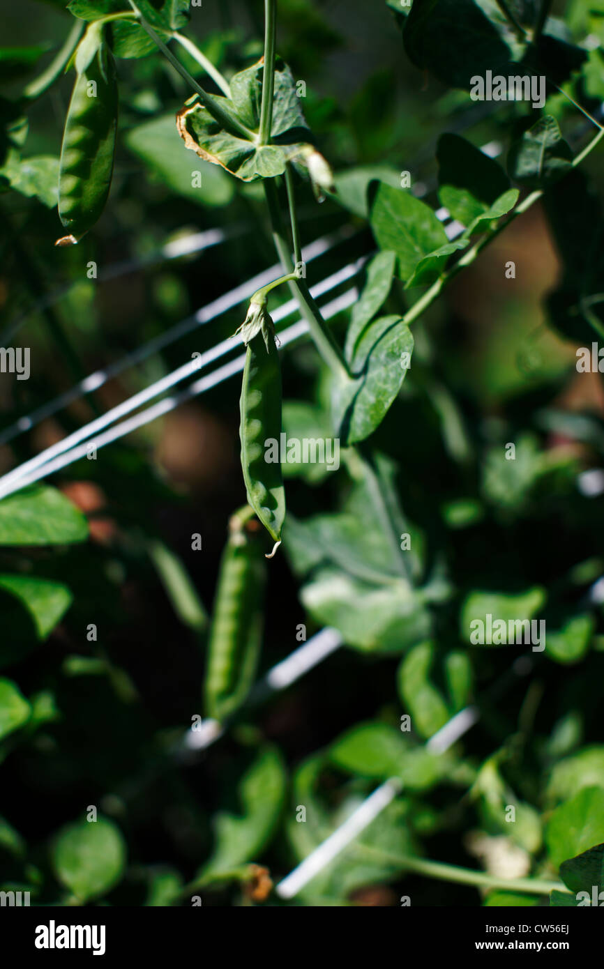 Pea pods on plant Stock Photo - Alamy