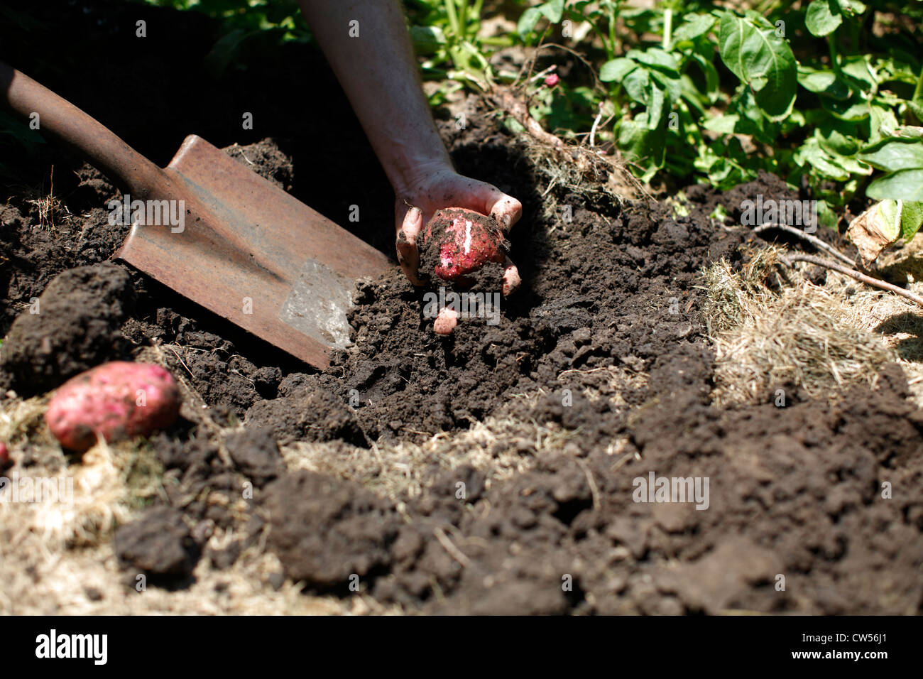 Hand shovel hi-res stock photography and images - Alamy
